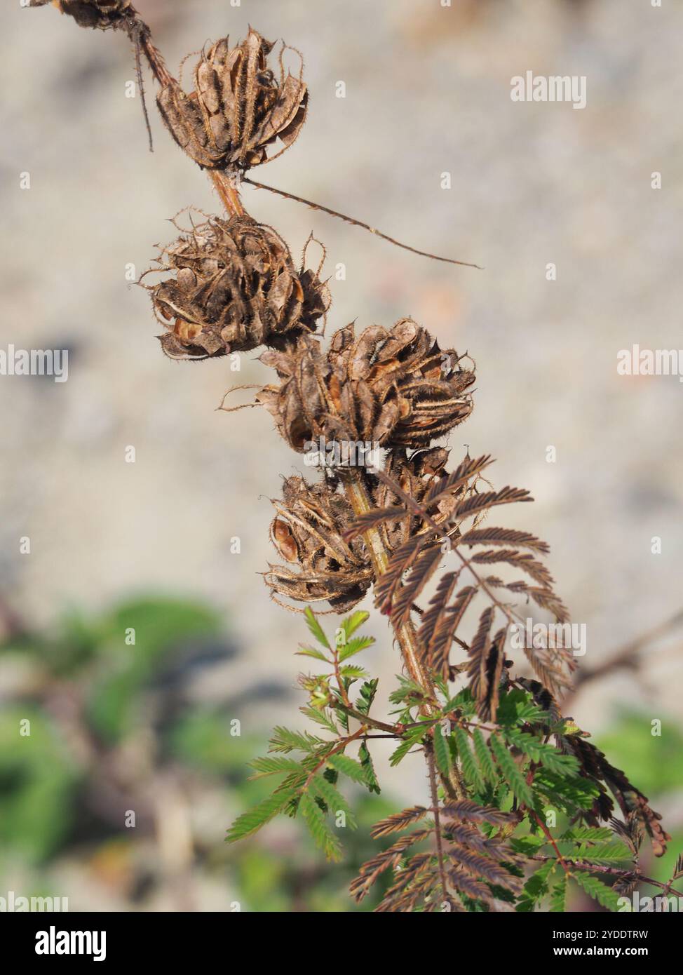 giant false sensitive plant (Mimosa diplotricha Stock Photo - Alamy