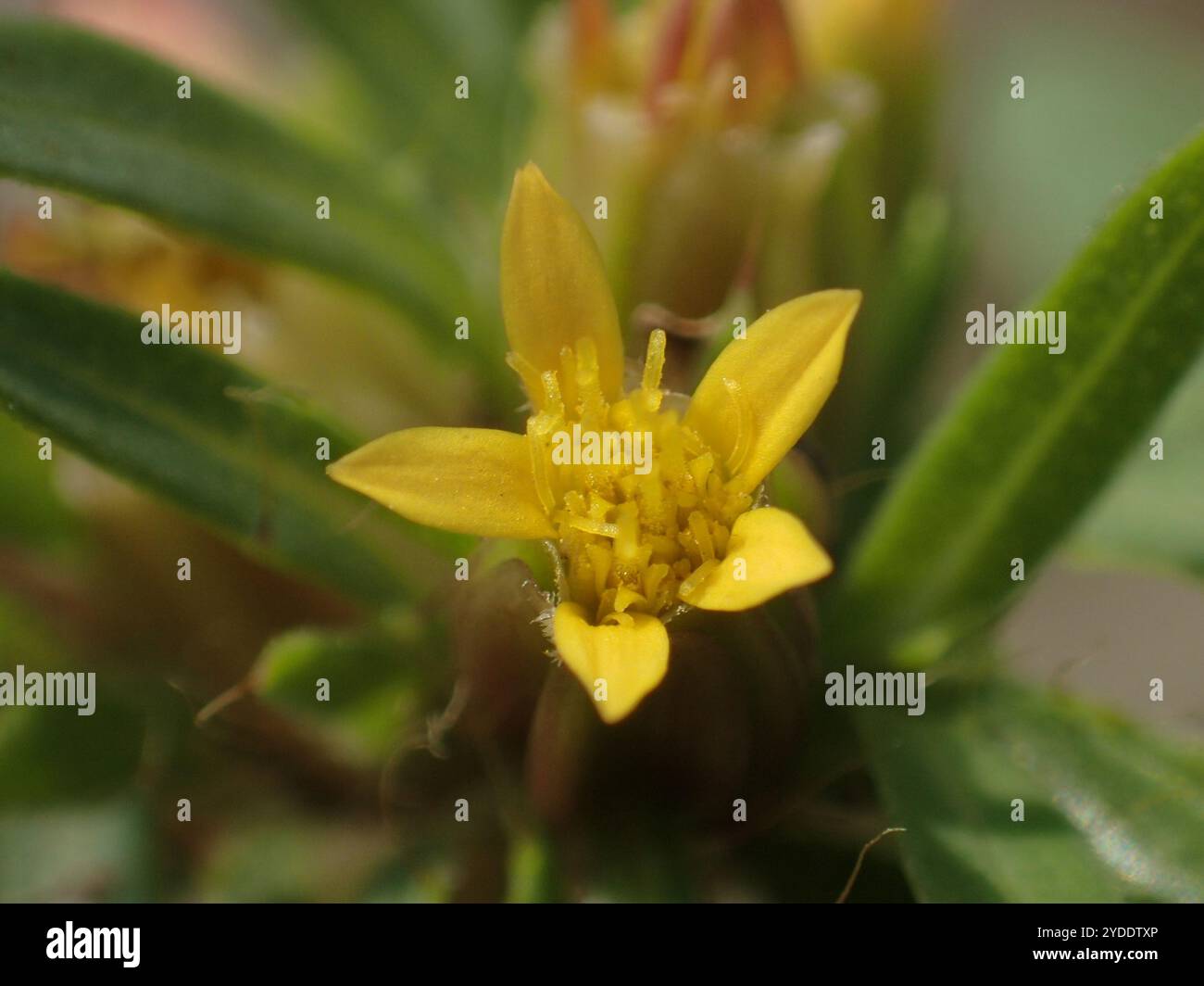 Spreading chinchweed (Pectis prostrata Stock Photo - Alamy