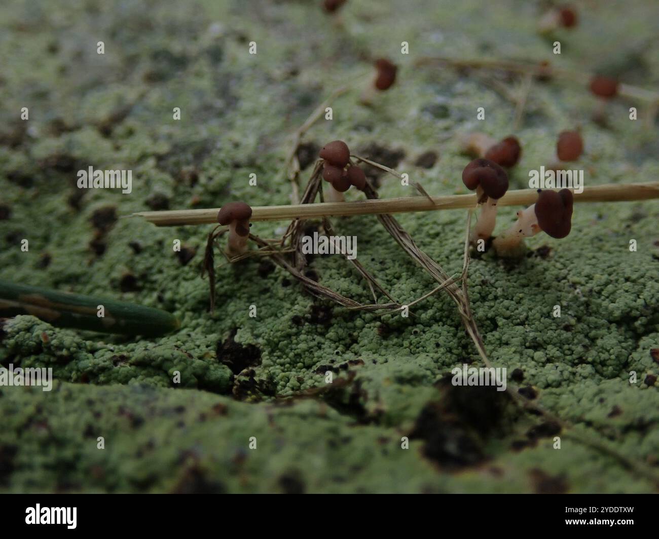 Brown Beret Lichen (Baeomyces rufus Stock Photo - Alamy