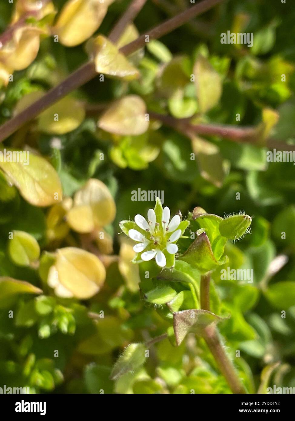 common chickweed (Stellaria media Stock Photo - Alamy