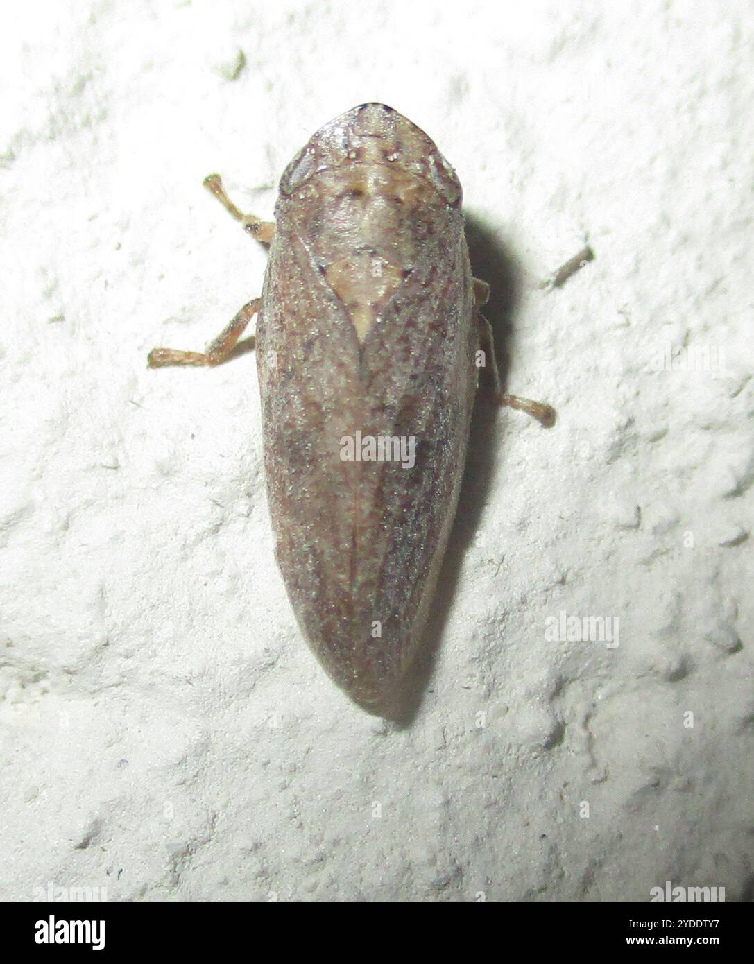 True Spittlebugs (Aphrophoridae Stock Photo - Alamy