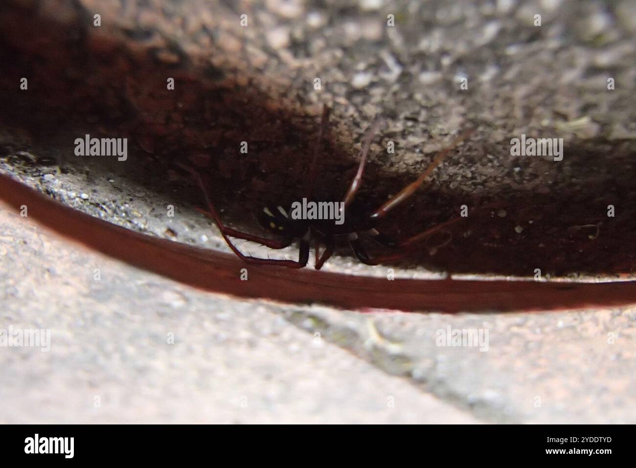Ant-eating and Flattened Ant Spiders (Zodarioidea Stock Photo - Alamy