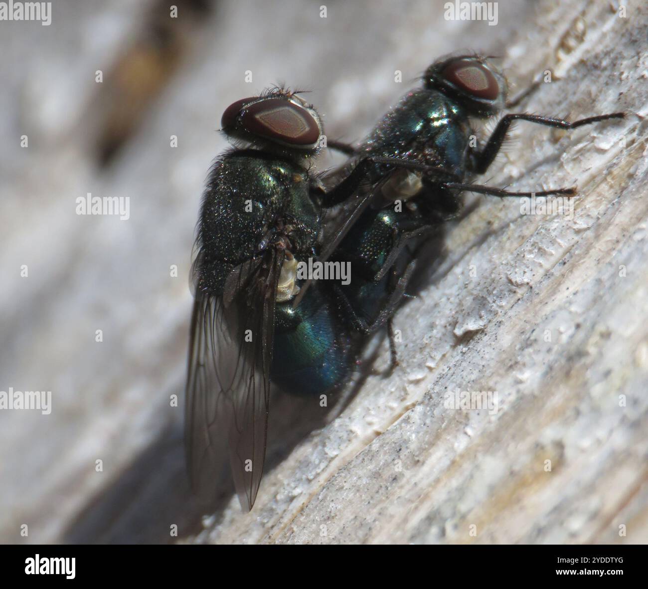Black Blow Fly (Phormia regina Stock Photo - Alamy
