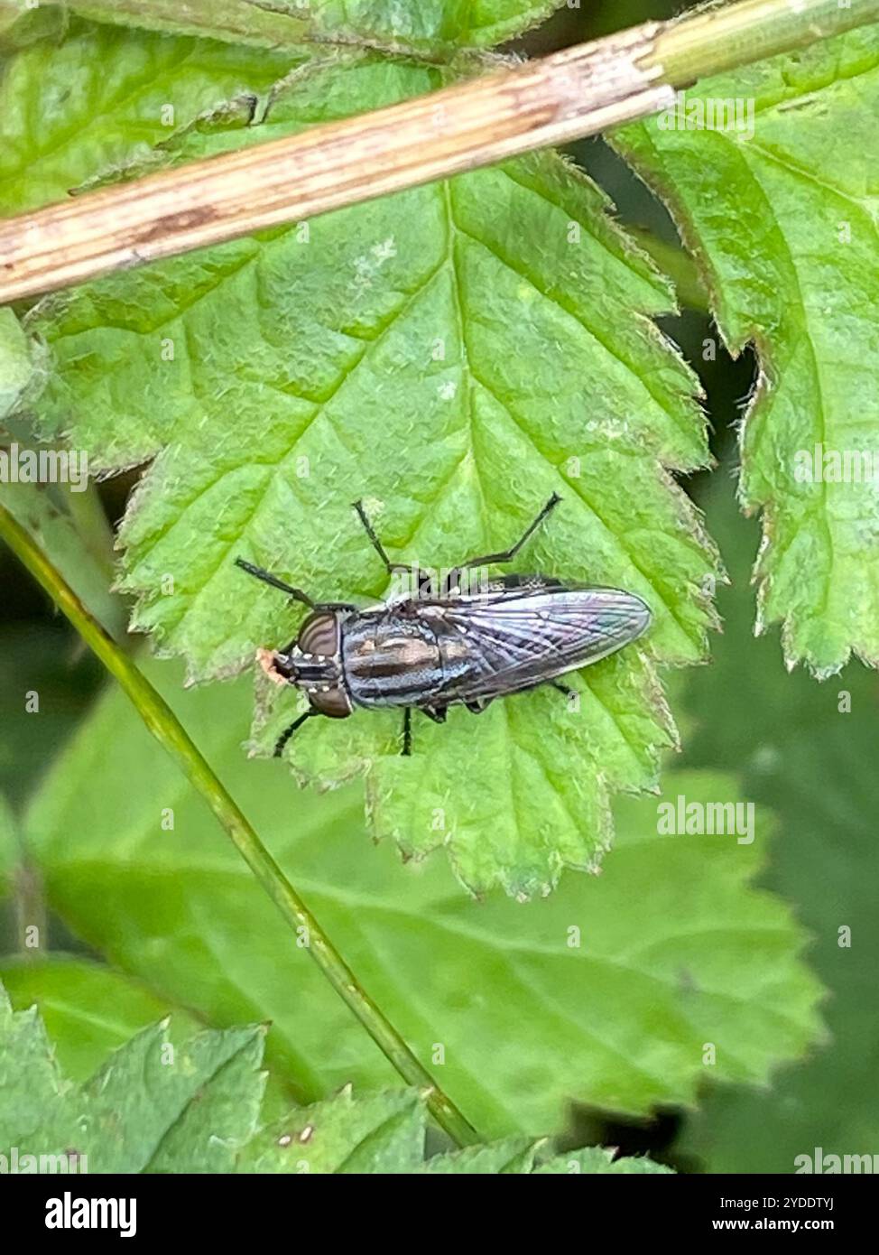 Stomorhina lunata hi-res stock photography and images - Alamy