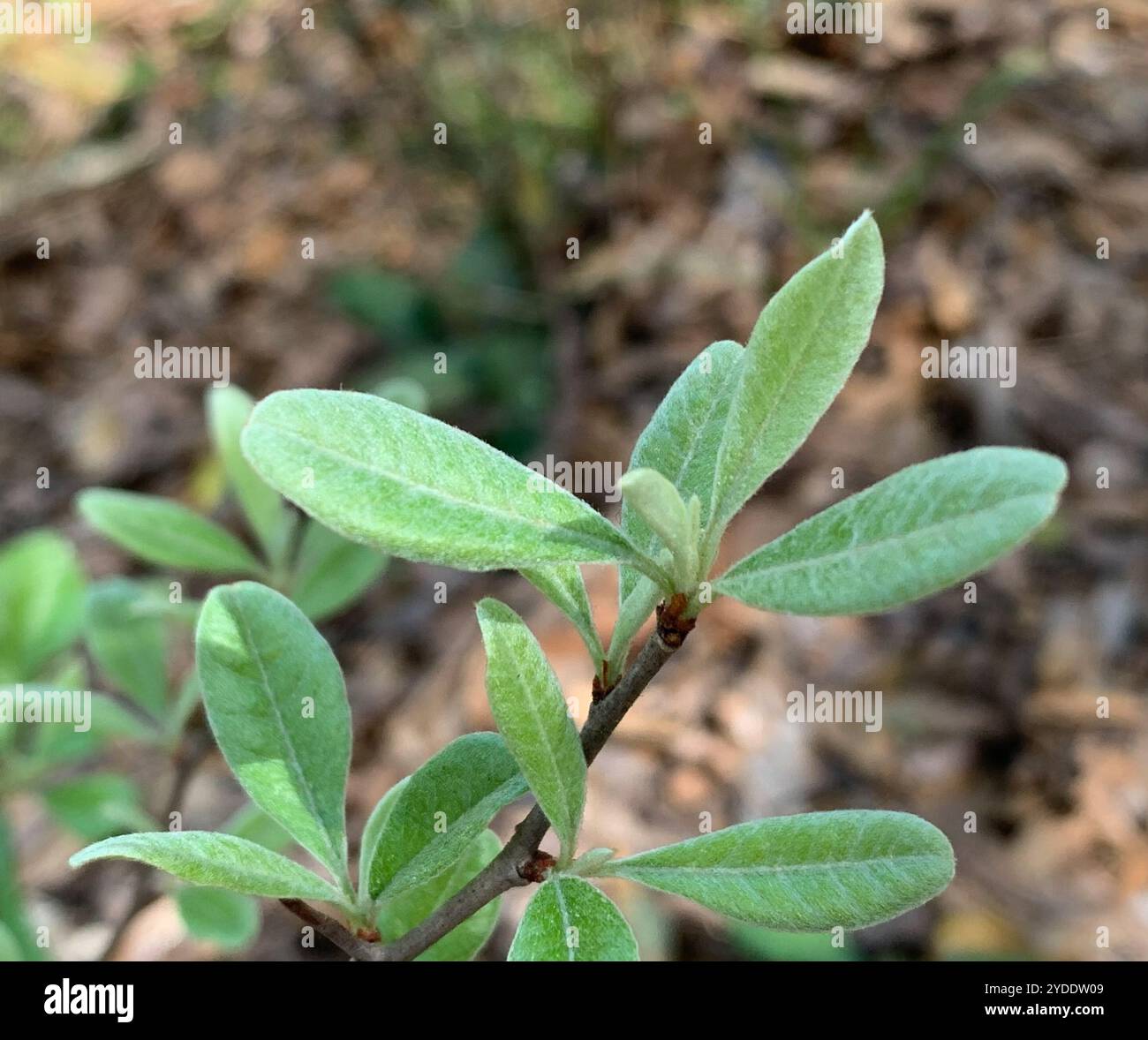 Gum bumelia (Sideroxylon lanuginosum Stock Photo - Alamy