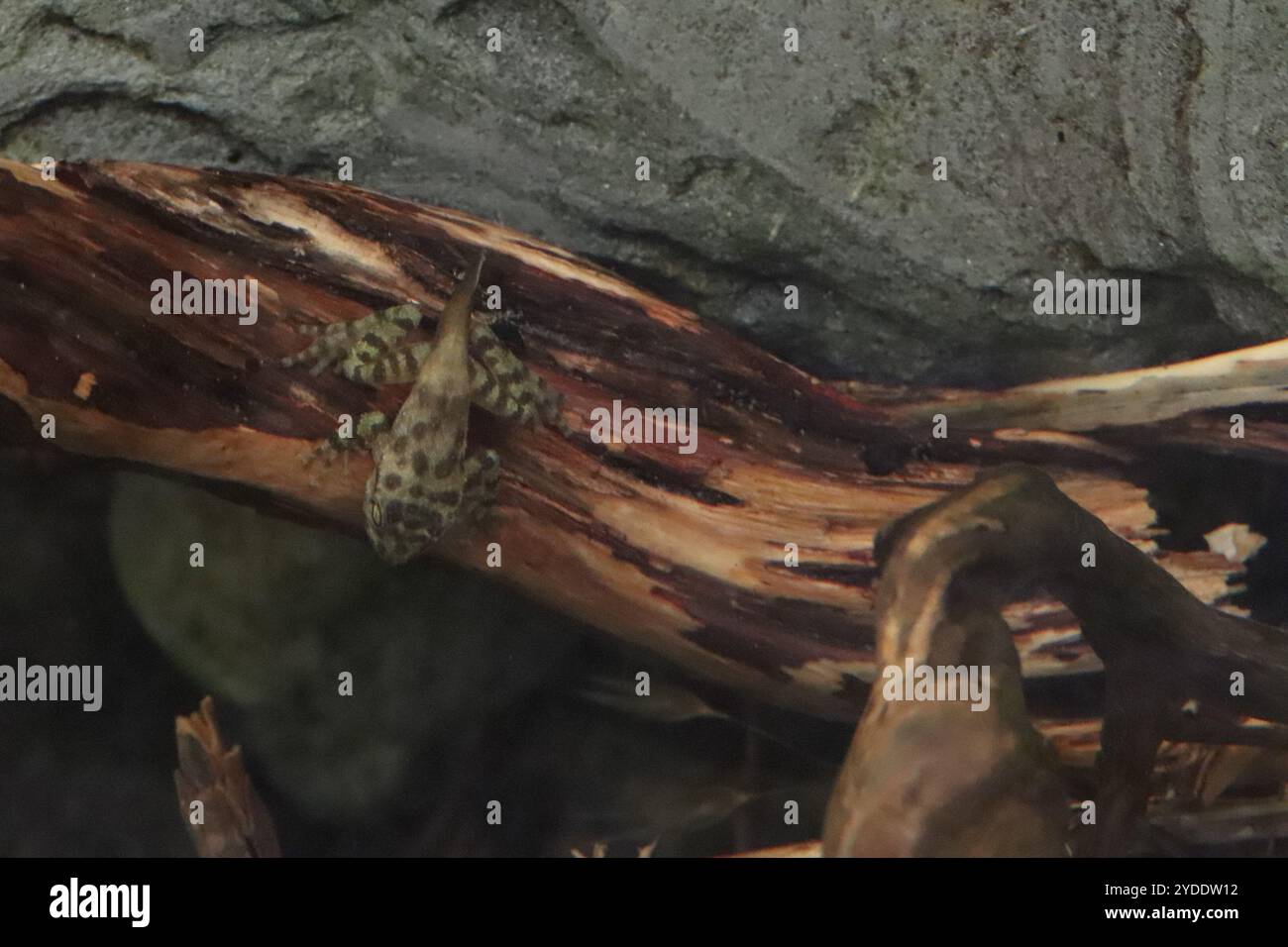 Cape Ghost frog (Heleophryne purcelli Stock Photo - Alamy