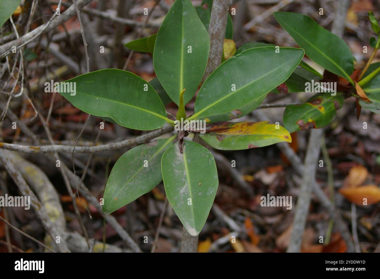 red mangrove (Rhizophora mangle Stock Photo - Alamy