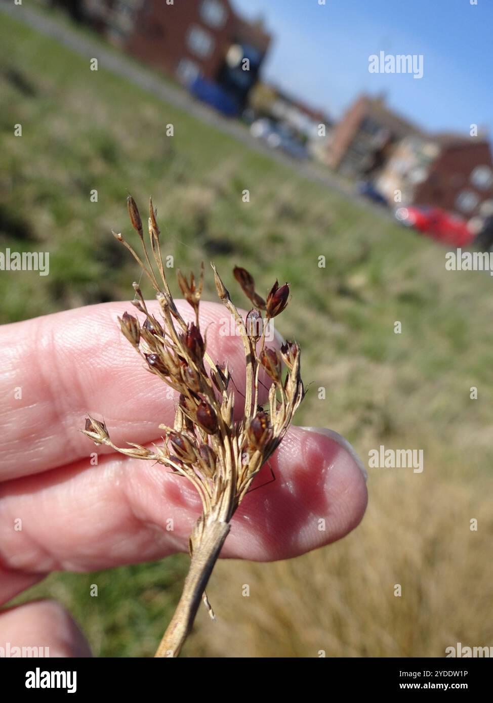 Hard Rush (Juncus inflexus Stock Photo - Alamy