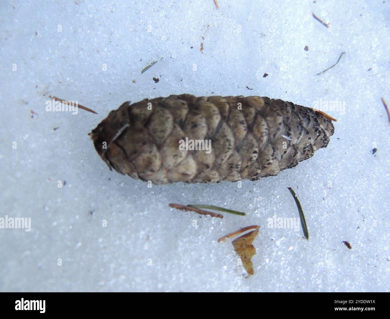 Siberian spruce (Picea obovata Stock Photo - Alamy