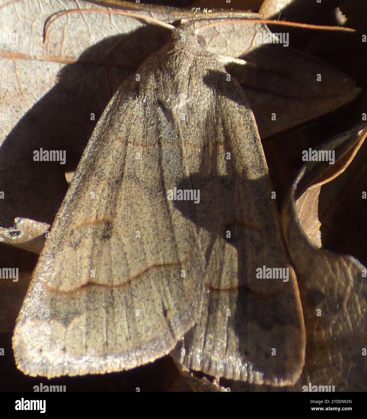 Common Oak Moth (Phoberia atomaris Stock Photo - Alamy