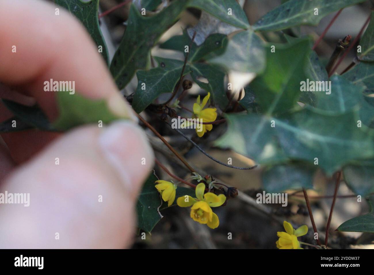 Agarita (Berberis trifoliolata Stock Photo - Alamy