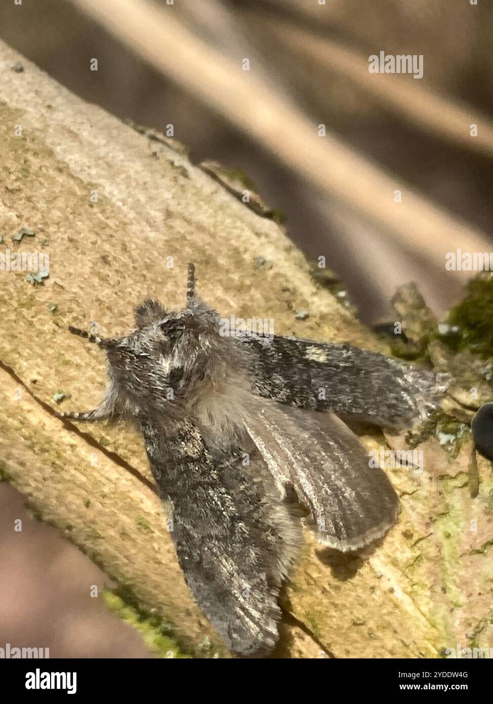 Yellow Horned (Achlya flavicornis Stock Photo - Alamy