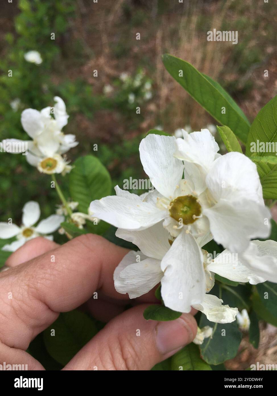 Pearl Bush (Exochorda racemosa Stock Photo - Alamy