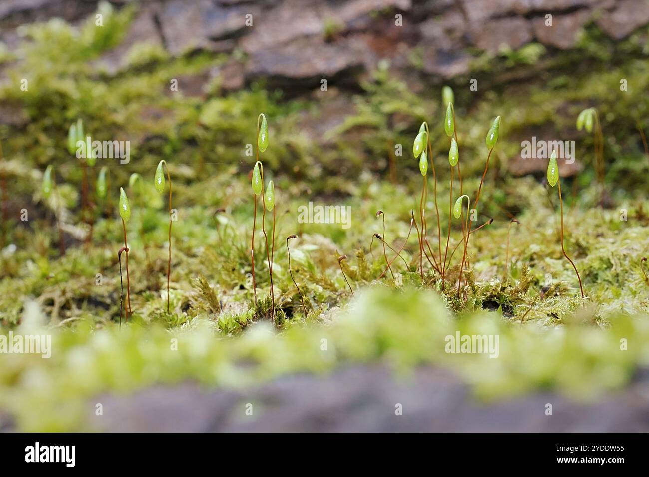 Capillary Thread-moss (Ptychostomum capillare Stock Photo - Alamy