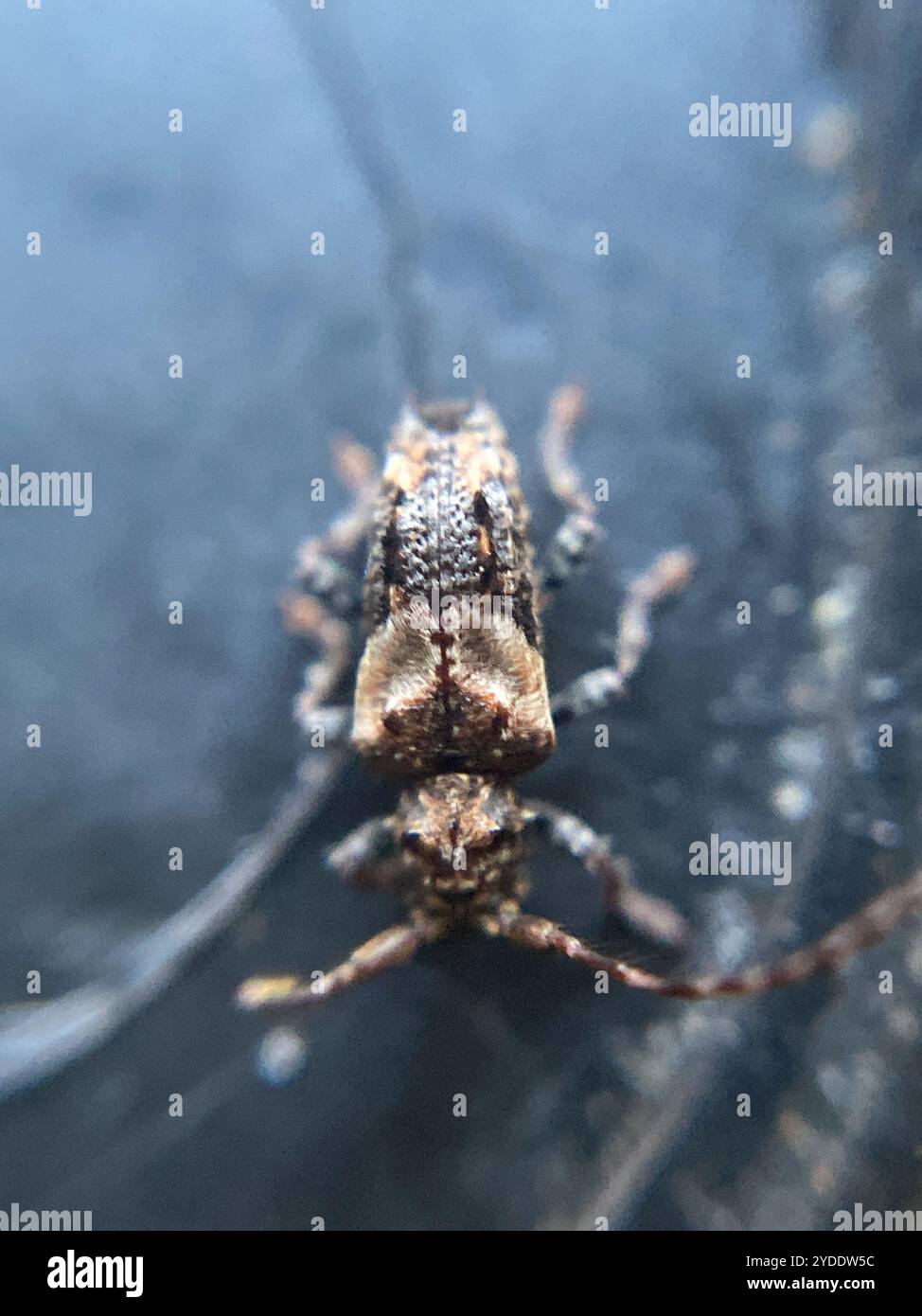 lesser thorn-tipped longhorn beetle (Pogonocherus hispidus Stock Photo ...