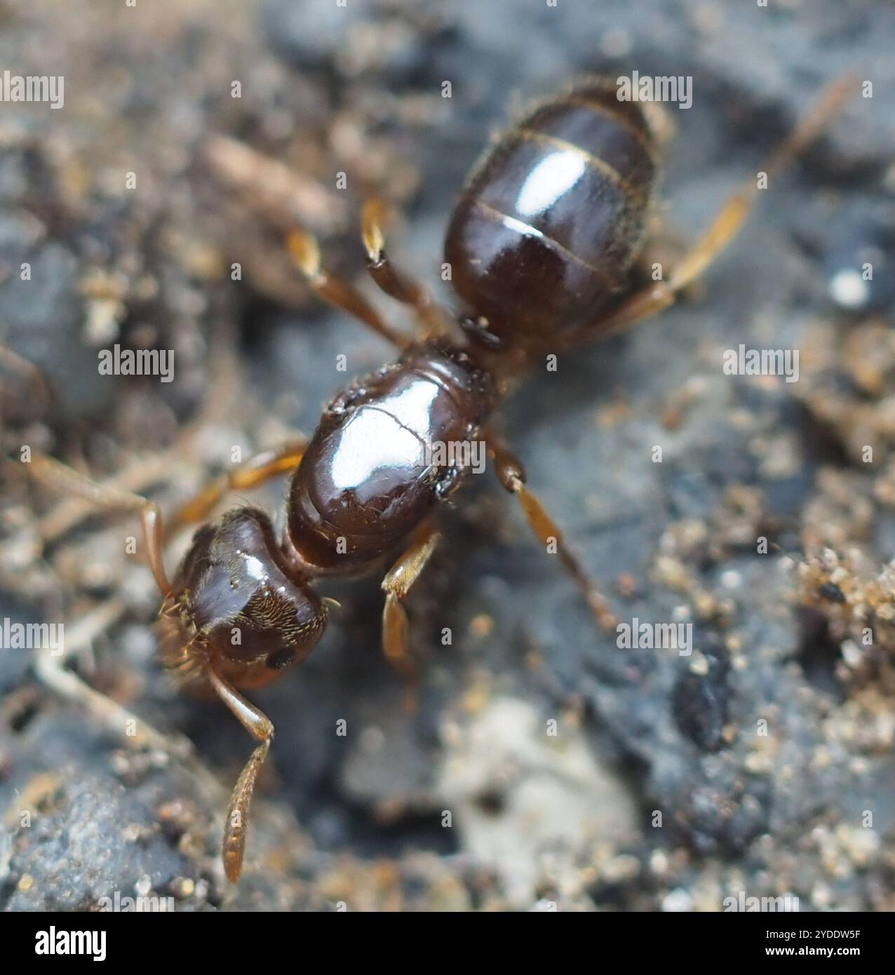 Common Citronella Ant (Lasius claviger Stock Photo - Alamy