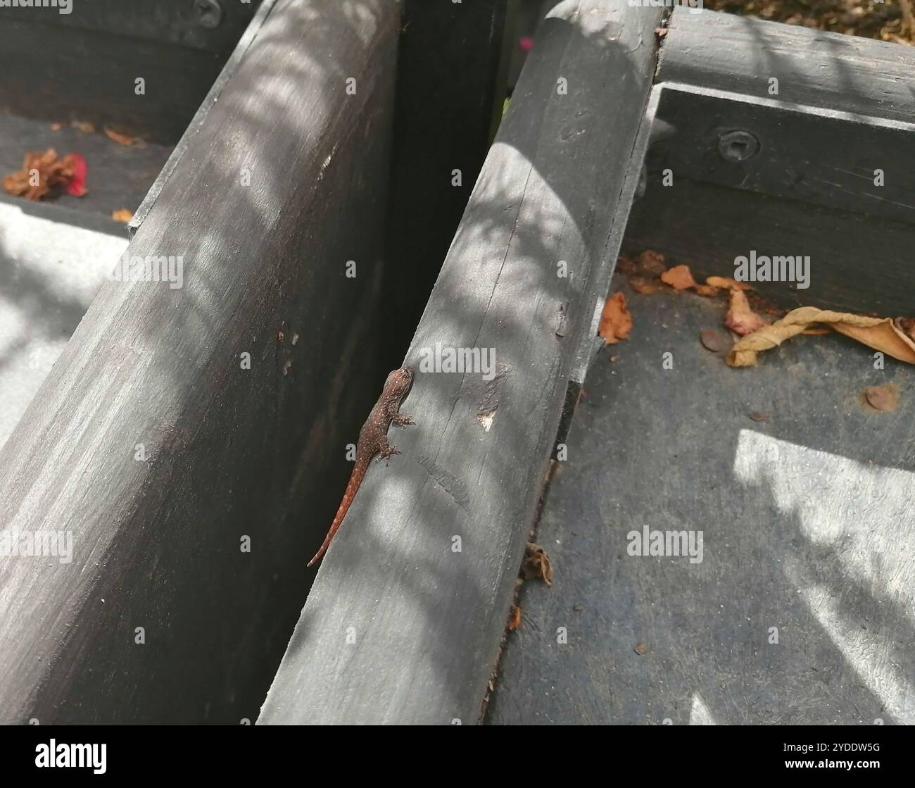 Common Dwarf Gecko (Lygodactylus capensis Stock Photo - Alamy