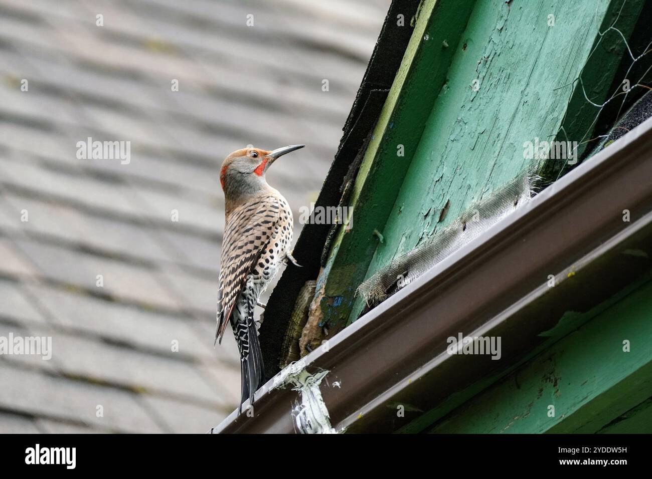 Northern Flicker (Colaptes auratus Stock Photo - Alamy
