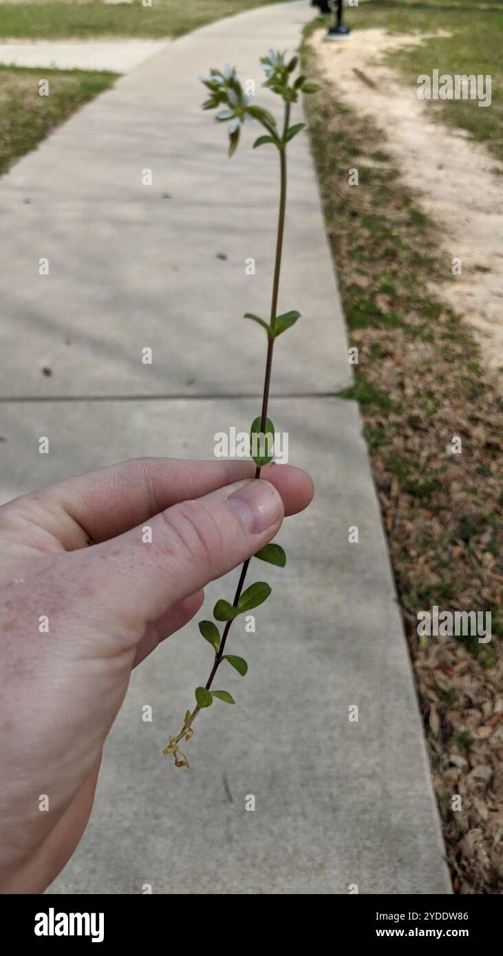 Sticky mouse-ear chickweed (Cerastium glomeratum Stock Photo - Alamy