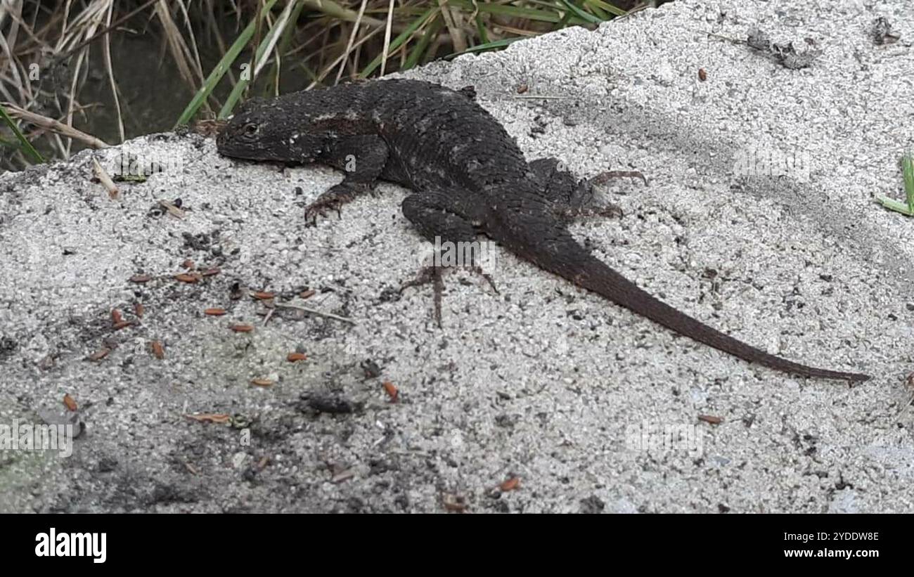 Spiny Lizards (Sceloporus Stock Photo - Alamy