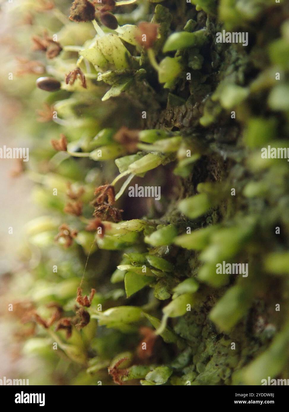 Radula complanata hi-res stock photography and images - Alamy