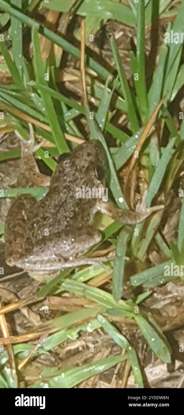 Bumpy Rocket Frog (Litoria inermis Stock Photo - Alamy