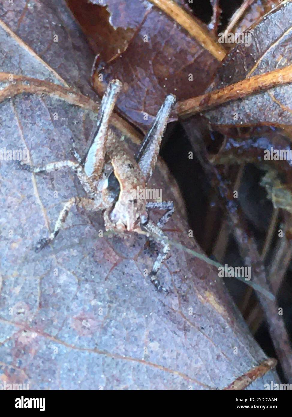 True Crickets and Allies (Grylloidea Stock Photo - Alamy