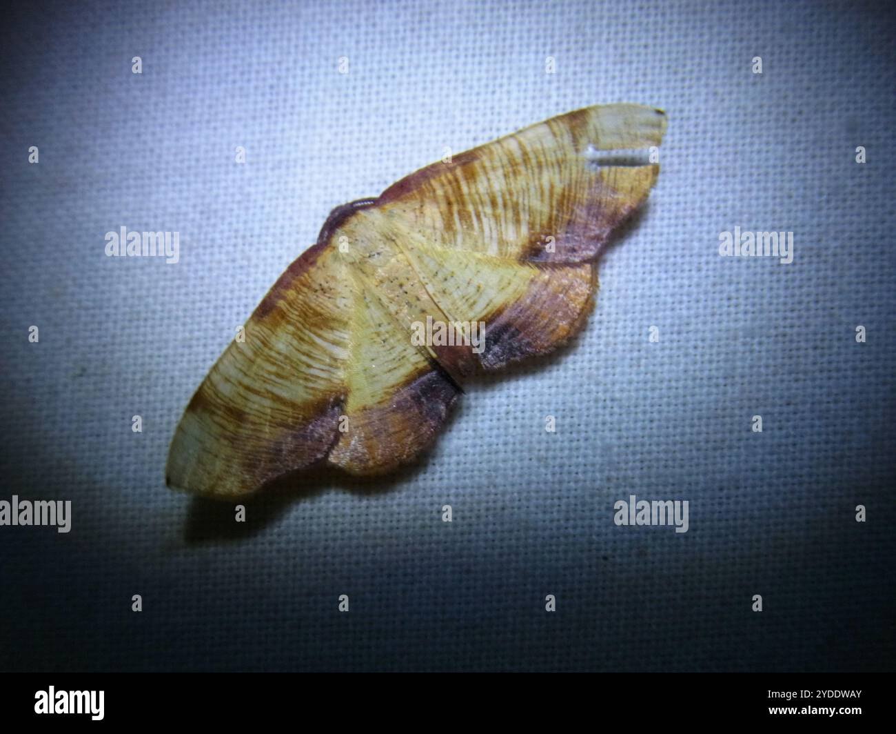 Scorched Wing (Plagodis dolabraria Stock Photo - Alamy