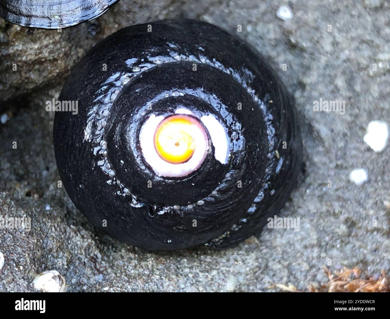 Black Tegula (Tegula funebralis Stock Photo - Alamy