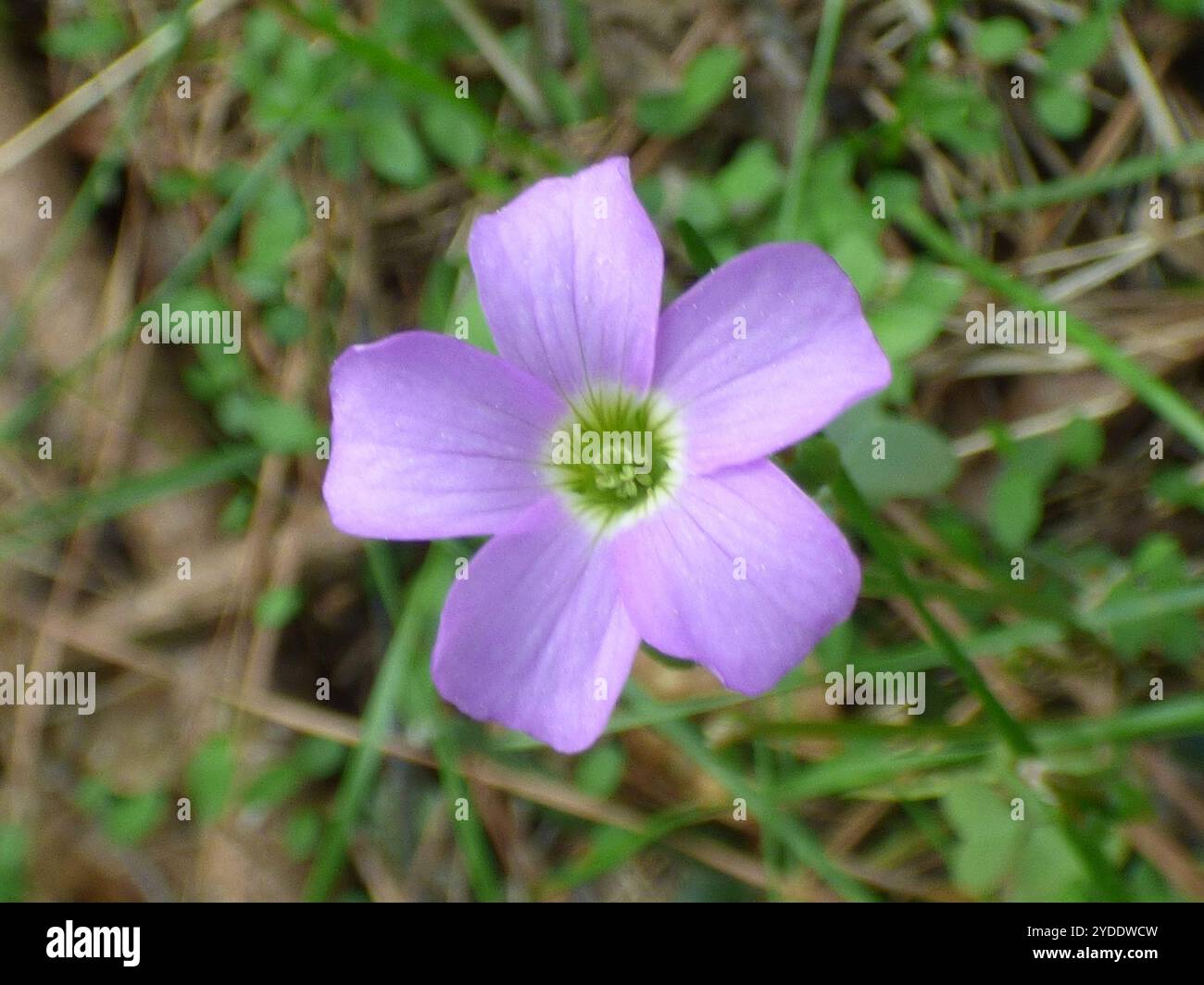 violet woodsorrel (Oxalis violacea Stock Photo - Alamy