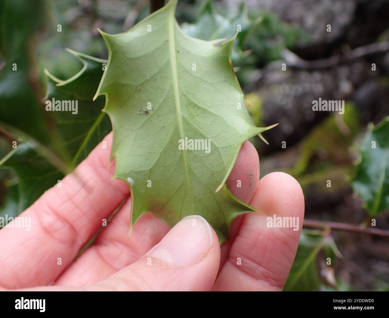 European holly (Ilex aquifolium Stock Photo - Alamy