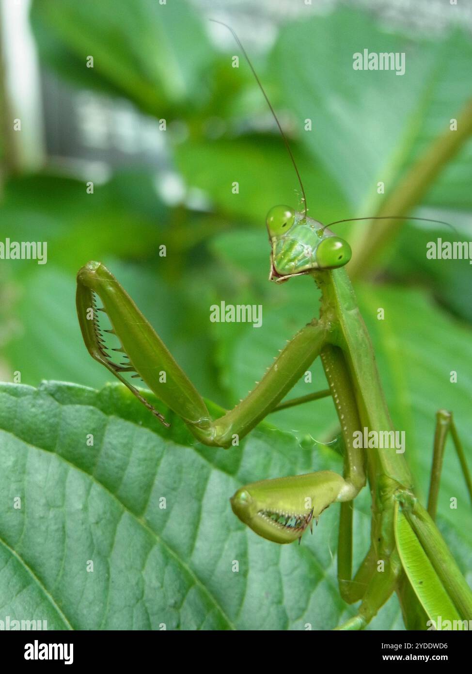 Chinese Mantis (Tenodera sinensis Stock Photo - Alamy