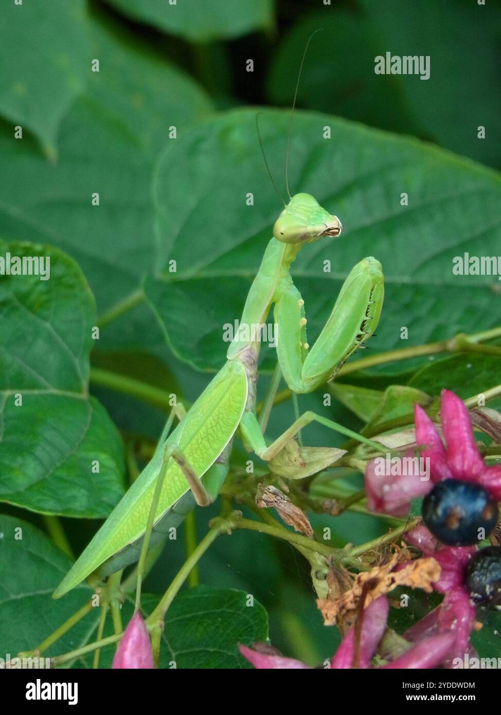 Giant Asian Mantis (Hierodula patellifera Stock Photo - Alamy