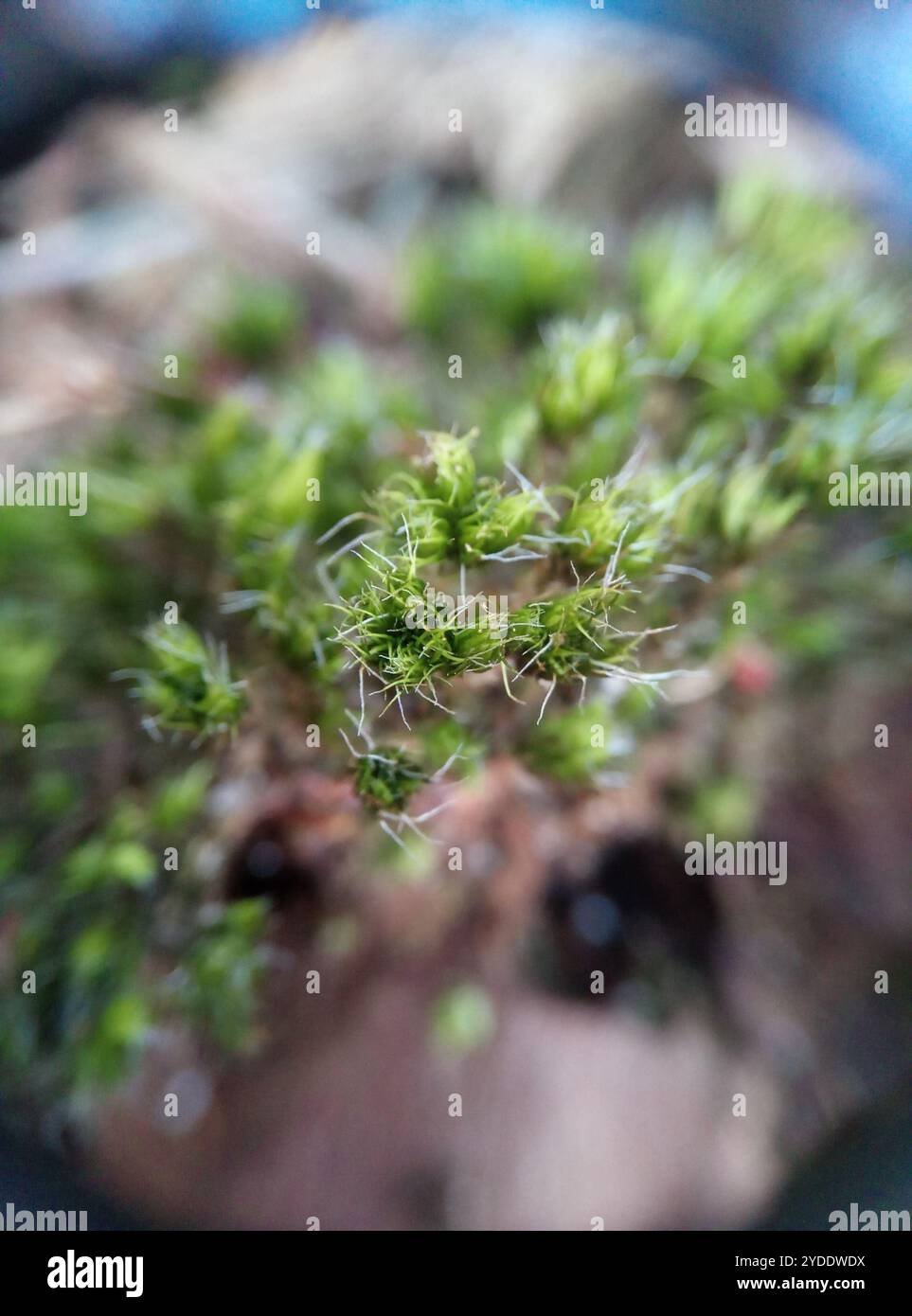 The heath star moss hi-res stock photography and images - Alamy