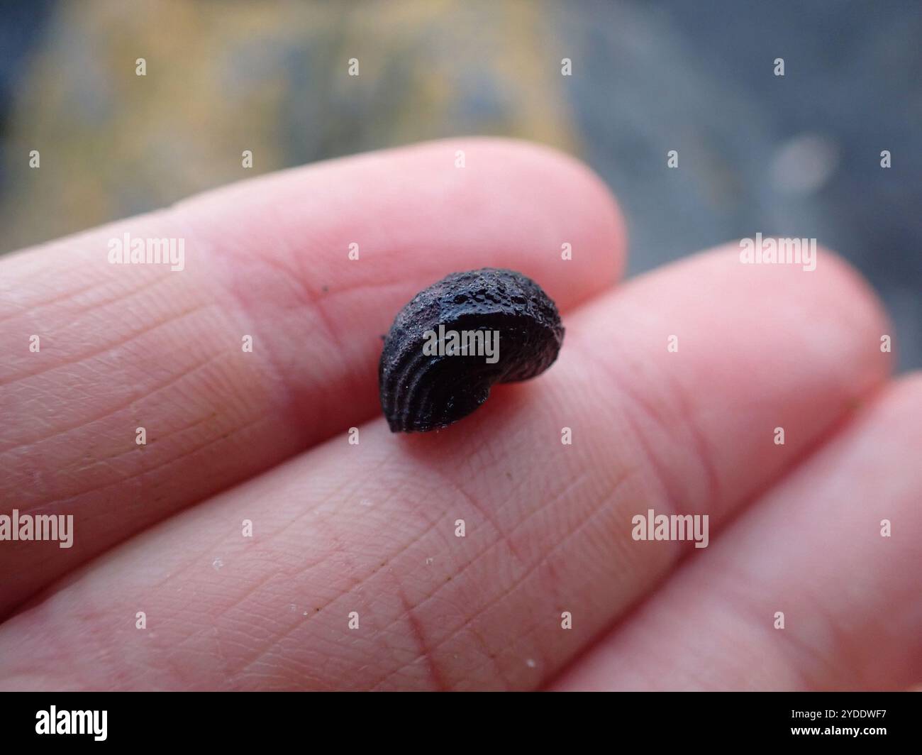 Sitka Periwinkle (Littorina sitkana Stock Photo - Alamy