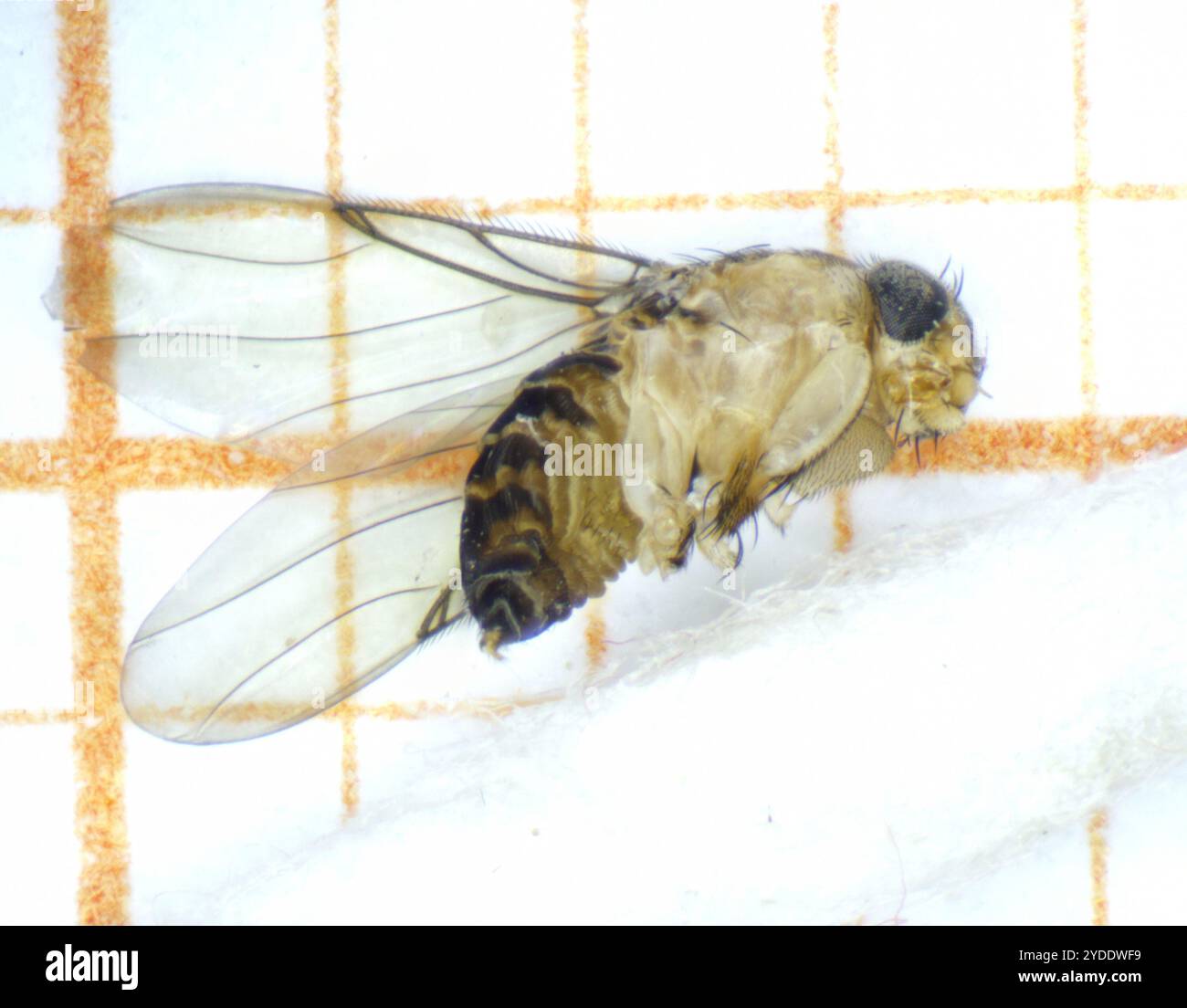 Phoridae hi-res stock photography and images - Alamy
