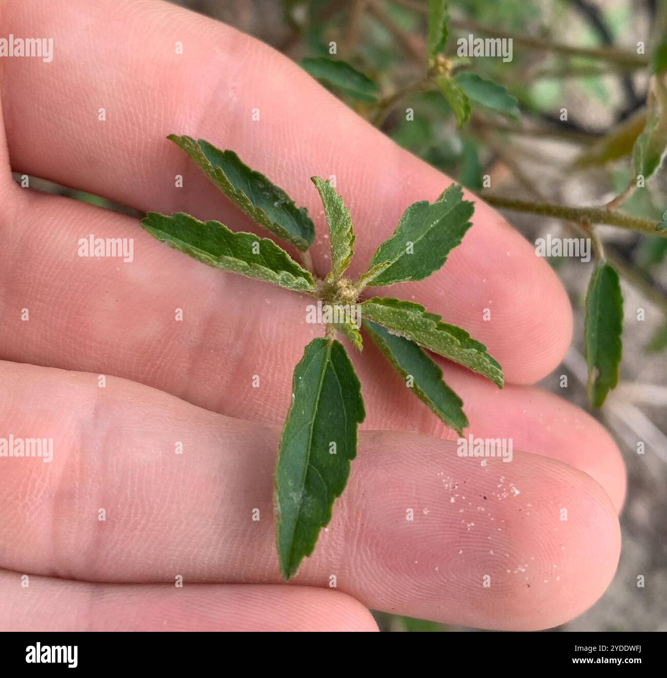 sand croton (Croton glandulosus septentrionalis Stock Photo - Alamy