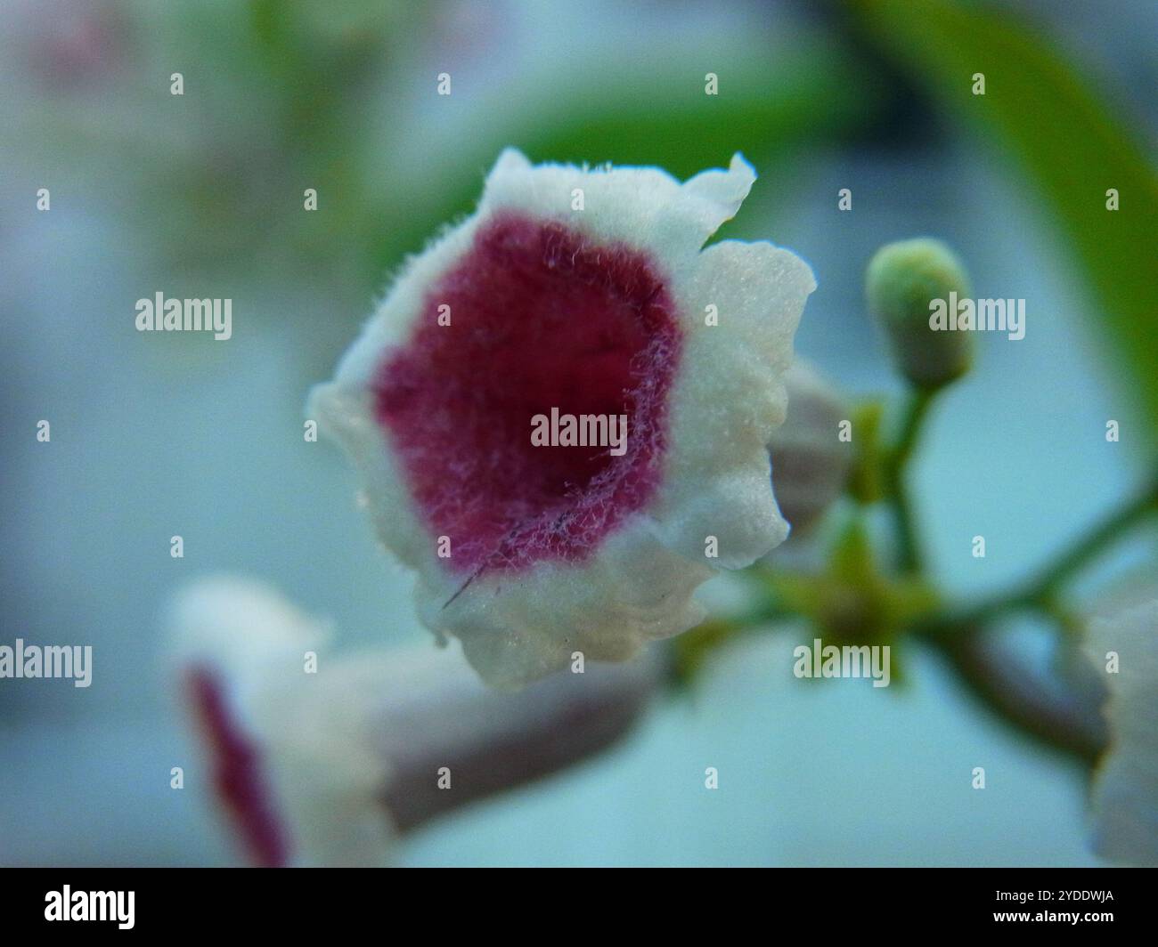 skunk vine (Paederia foetida Stock Photo - Alamy
