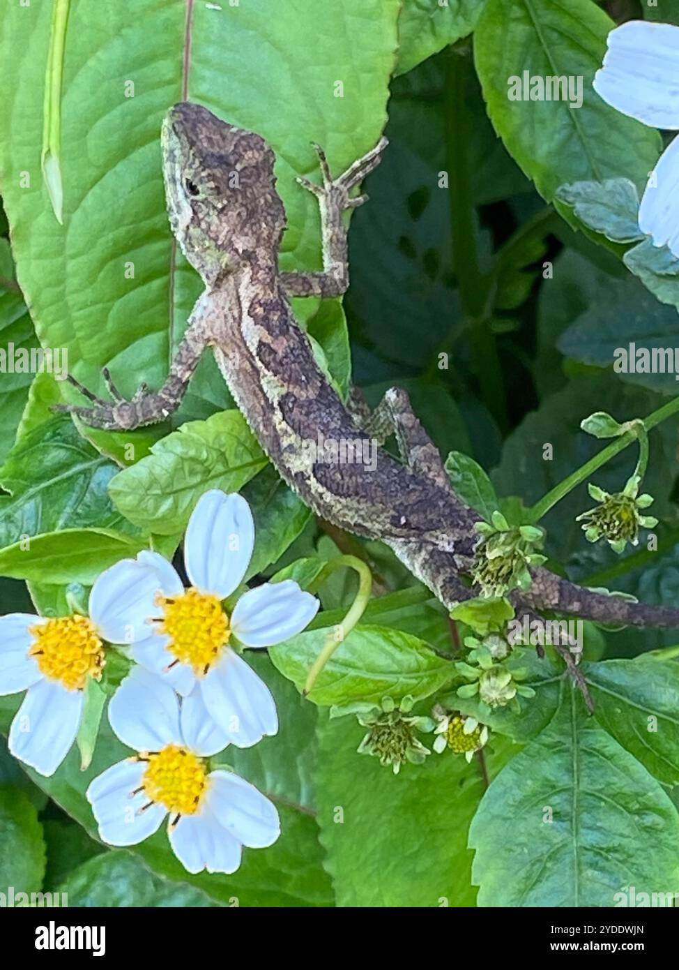 Okinawa Tree Lizard (Diploderma polygonatum Stock Photo - Alamy