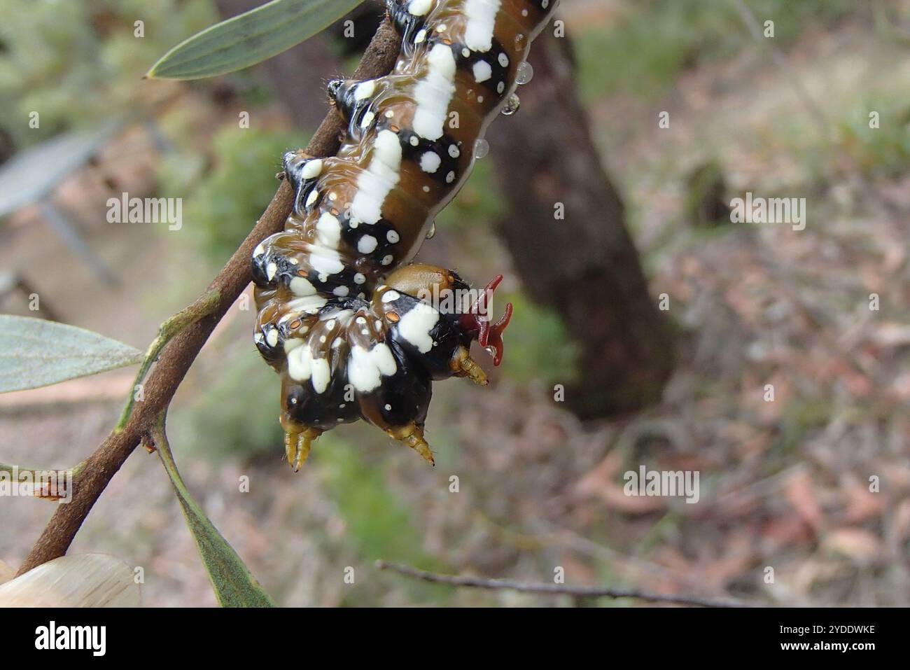 Banksia Moth (Psalidostetha banksiae Stock Photo - Alamy