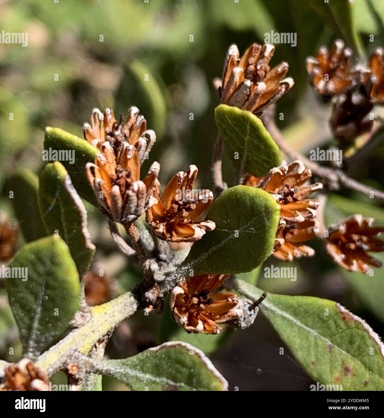 coastal plain staggerbush (Lyonia fruticosa Stock Photo - Alamy