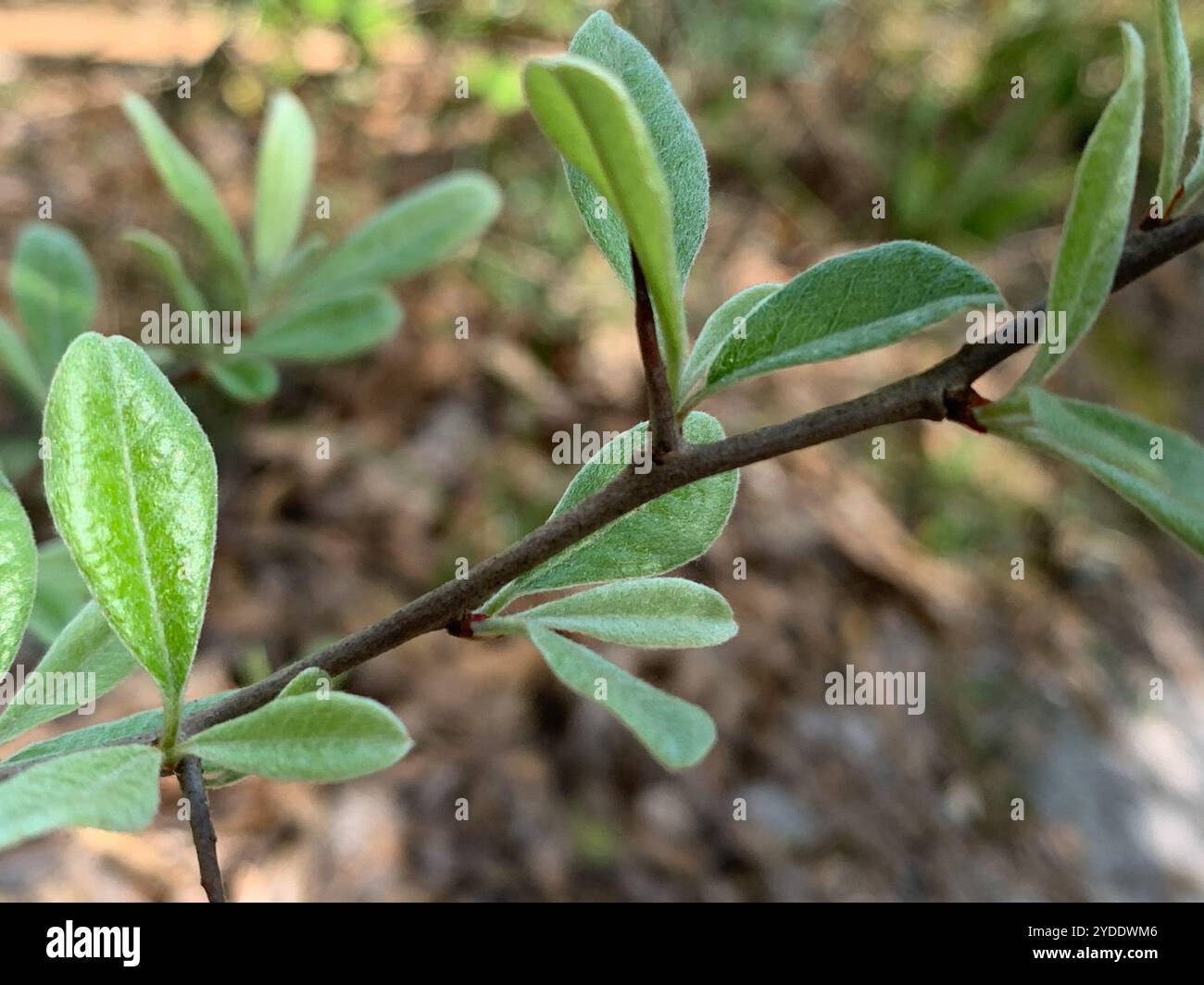 Gum bumelia (Sideroxylon lanuginosum Stock Photo - Alamy