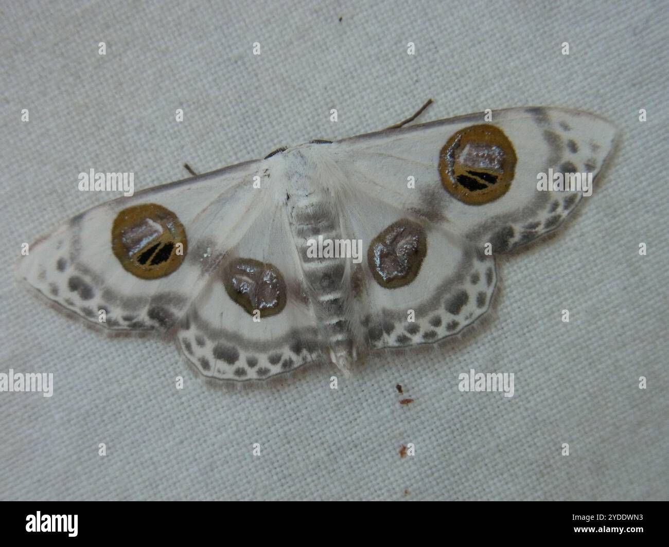 Diazoma hi-res stock photography and images - Alamy
