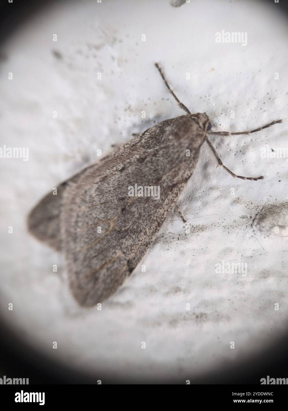 Spring Cankerworm Moth (Paleacrita vernata Stock Photo - Alamy