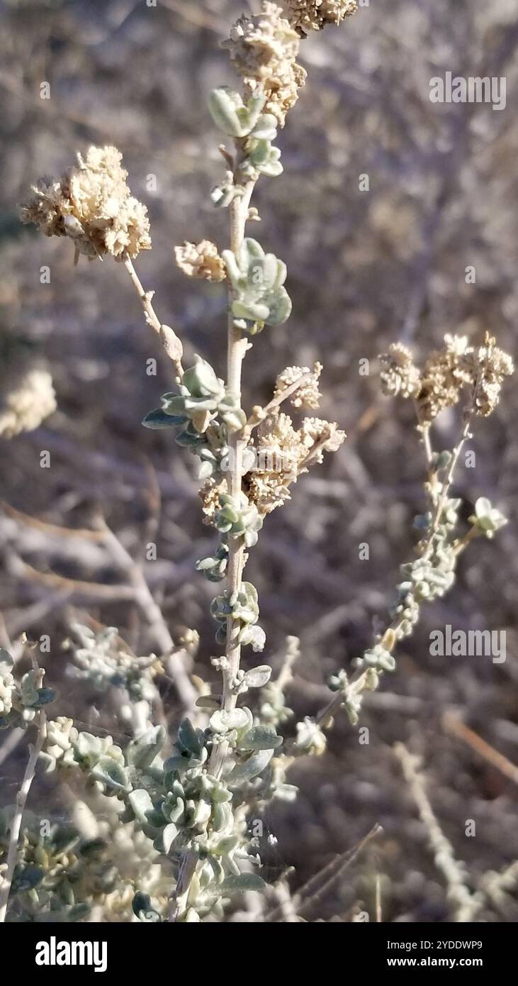 Saltbush cattle hi-res stock photography and images - Alamy
