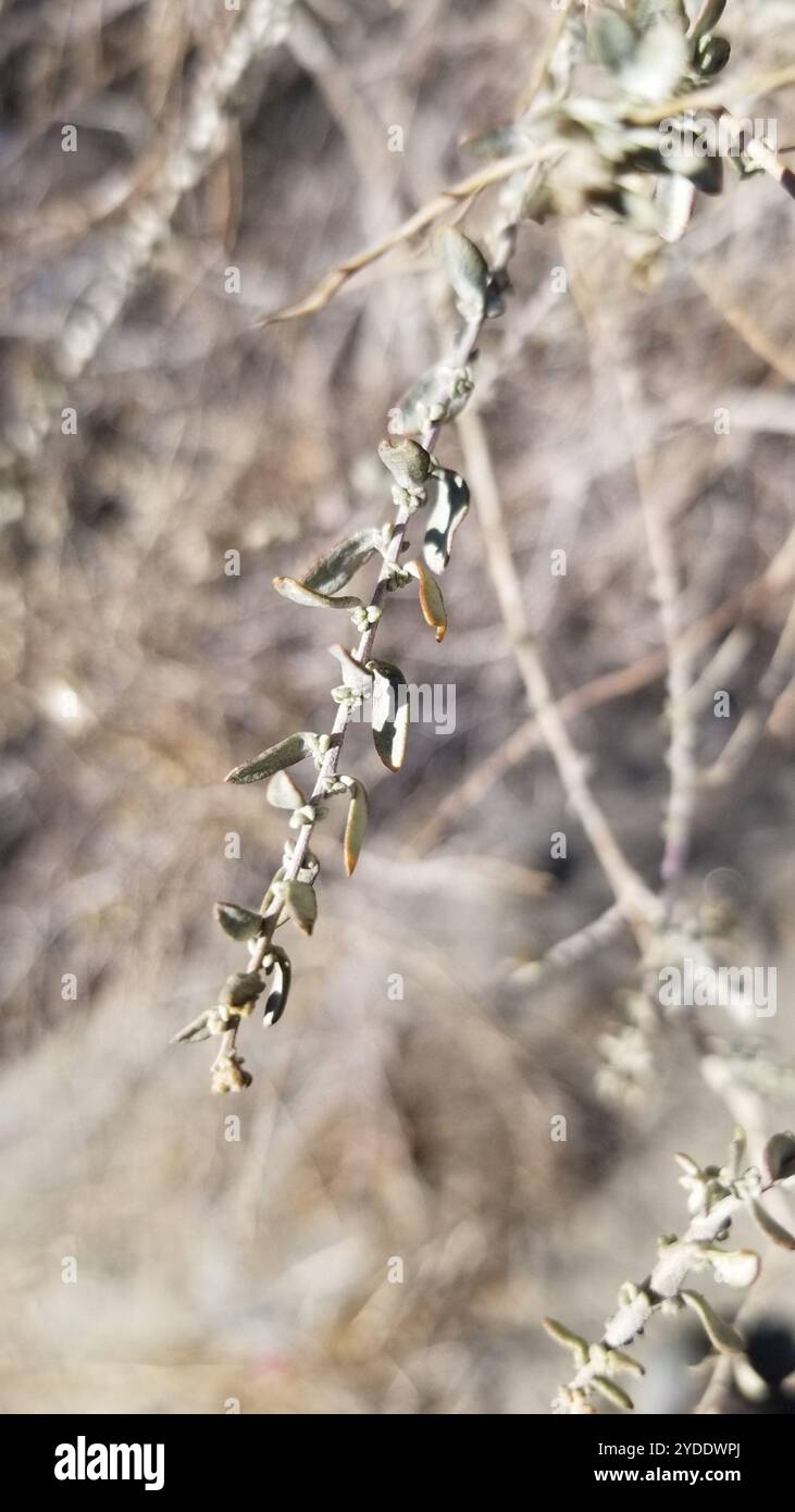 Saltbush cattle hi-res stock photography and images - Alamy