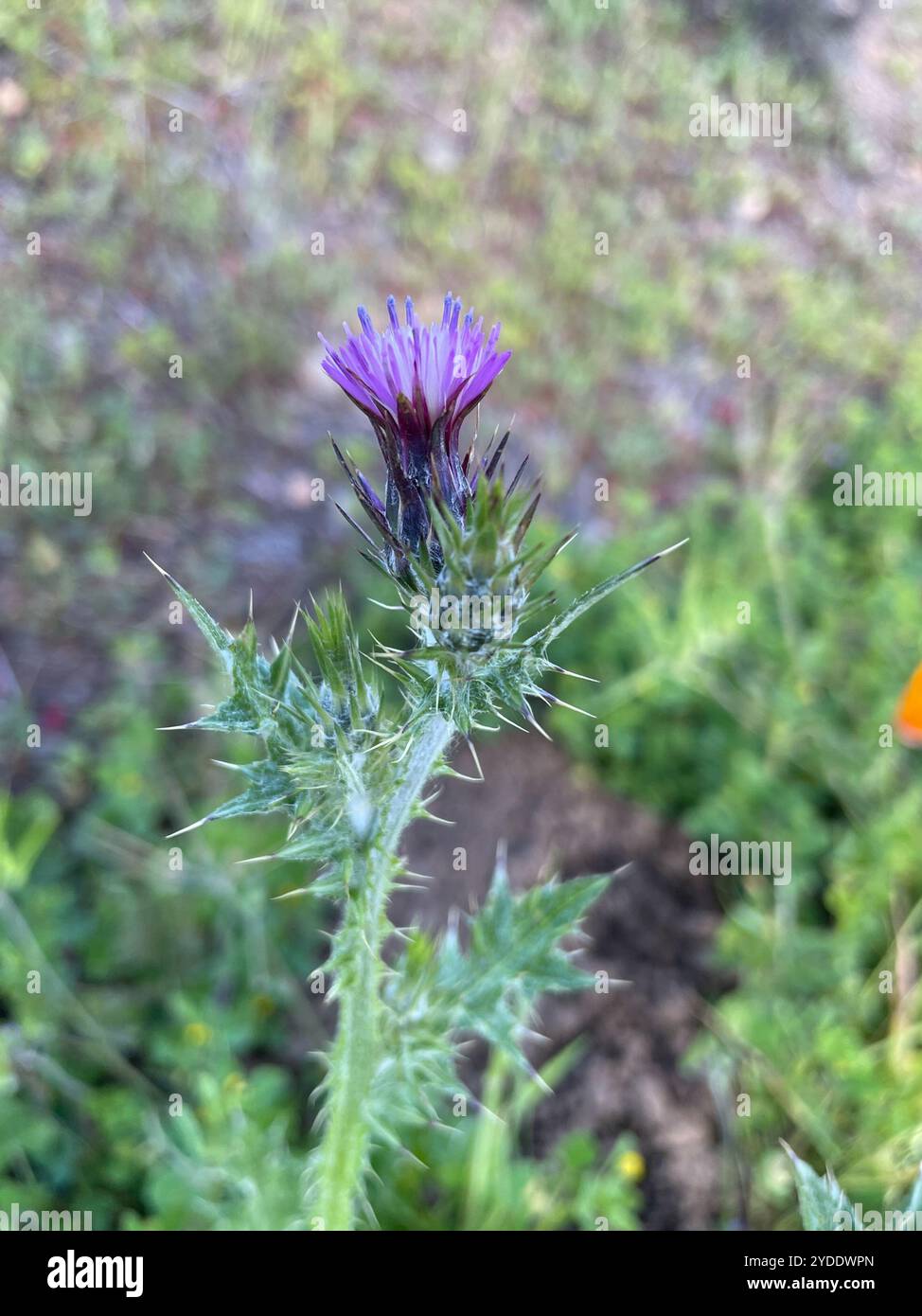 Italian thistle (Carduus pycnocephalus Stock Photo - Alamy