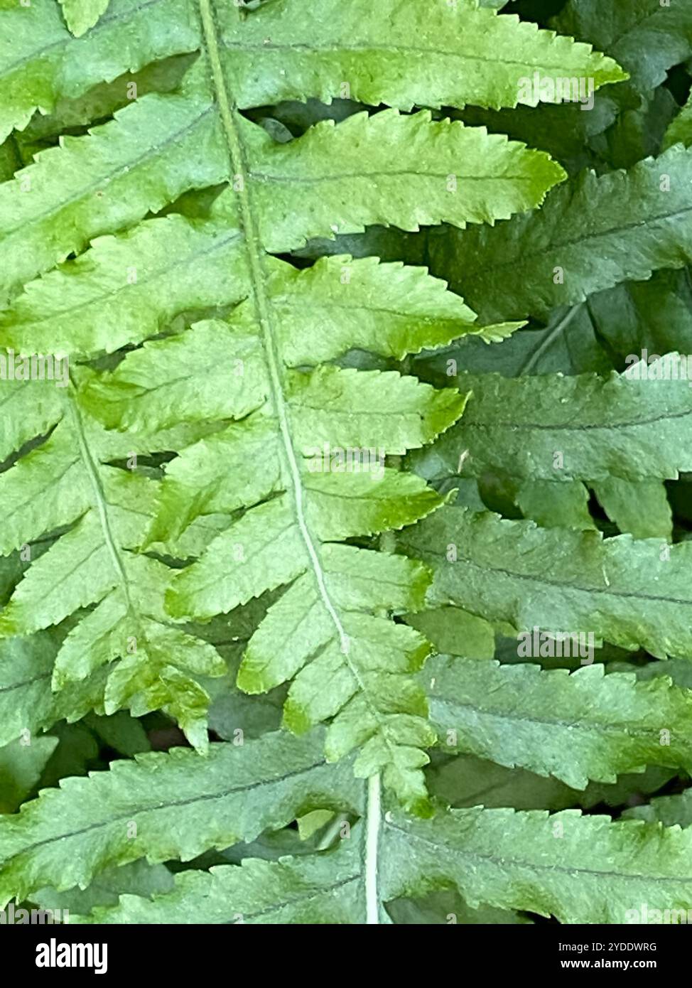 California Polypody (Polypodium californicum Stock Photo - Alamy
