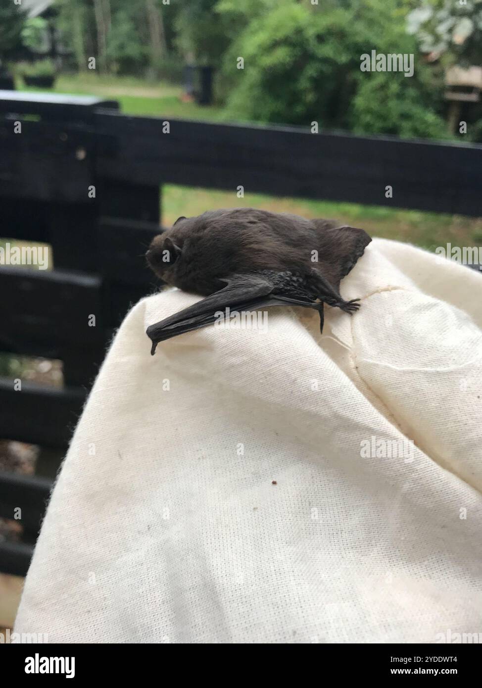 Nathusius’ pipistrelle hi-res stock photography and images - Alamy