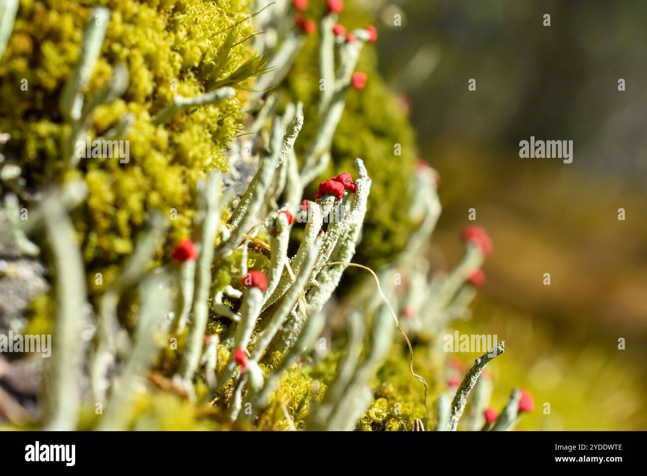 pixie cup and reindeer lichens (Cladonia Stock Photo - Alamy